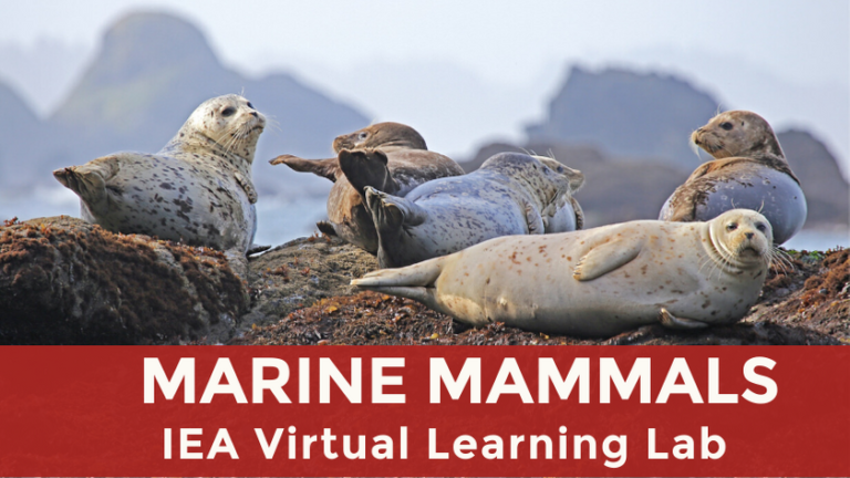 Virtual Learning Lab: Marine Mammals - Institute for Educational ...